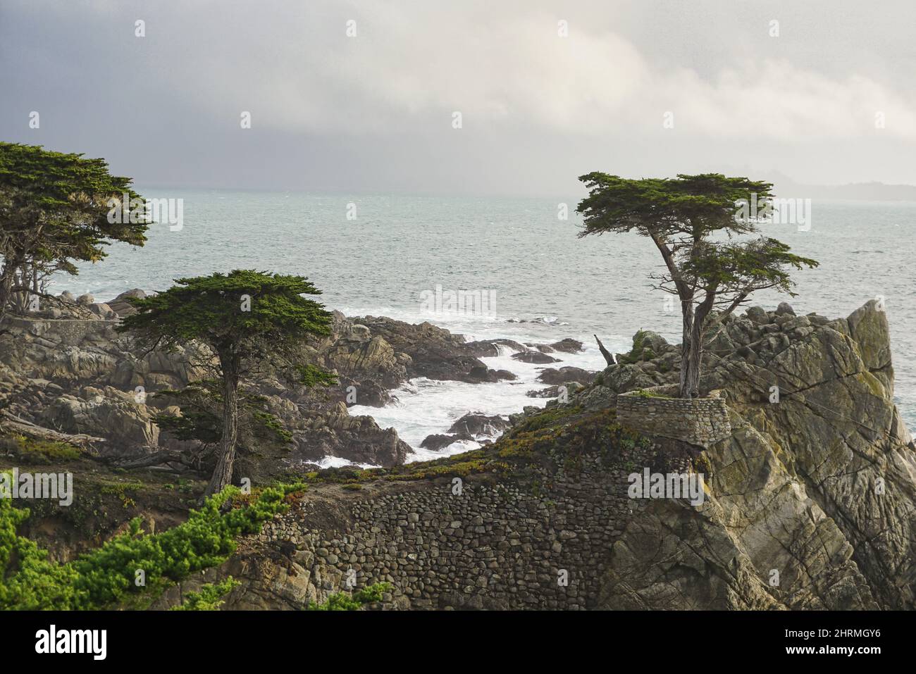 Cypress tree in Pebble Beach, CA, Ocean, Monterey Stock Photo - Alamy
