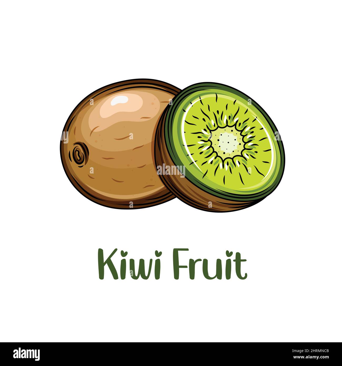 Tropical Fruit of kiwi. A slice of kiwi. Sketch of kiwi hand drawing ...