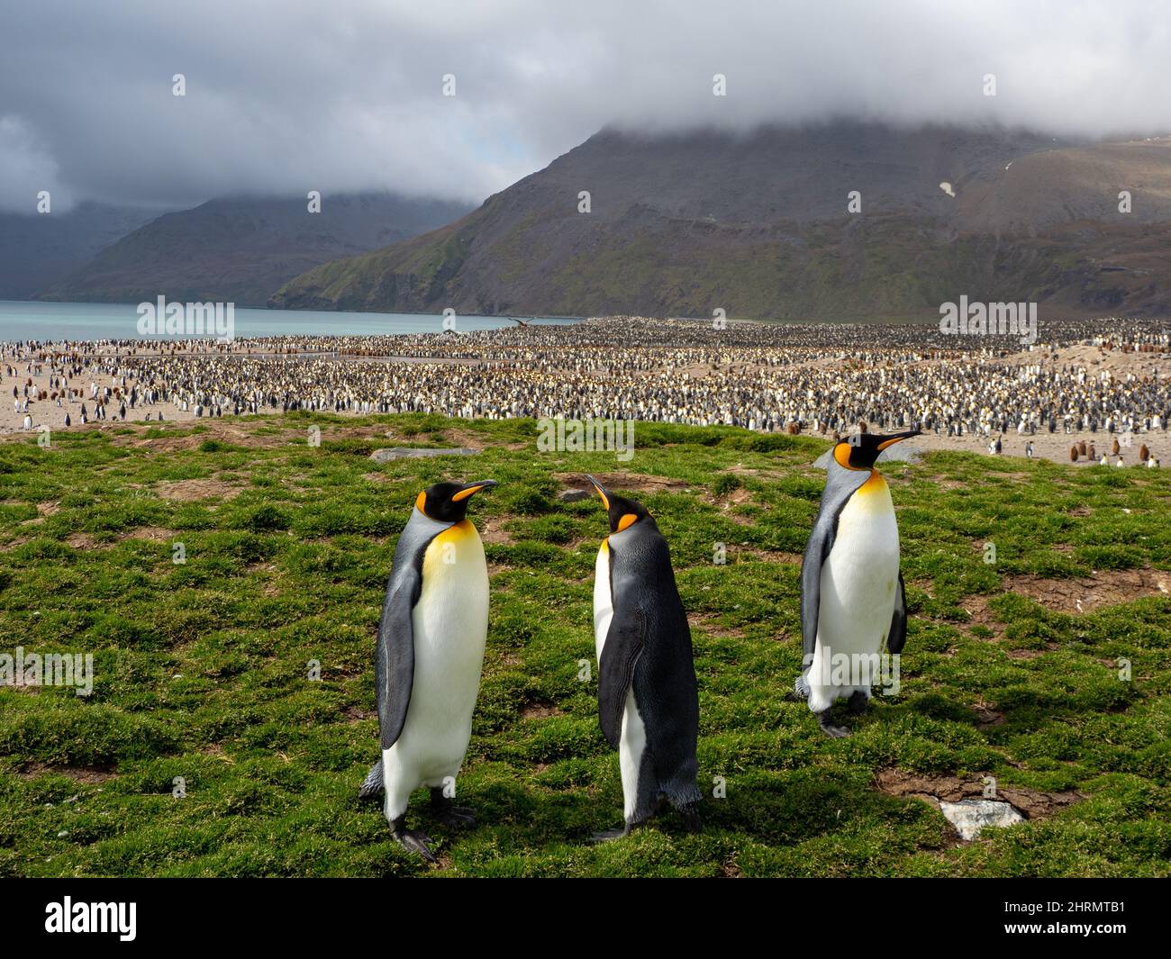 King Penguin, Aptenodytes patagonicus, at the largest colony at St ...