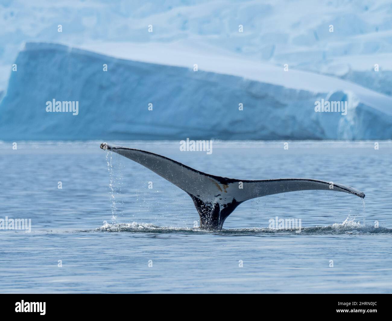 Humpback whale feeding glacier bay hi-res stock photography and images ...