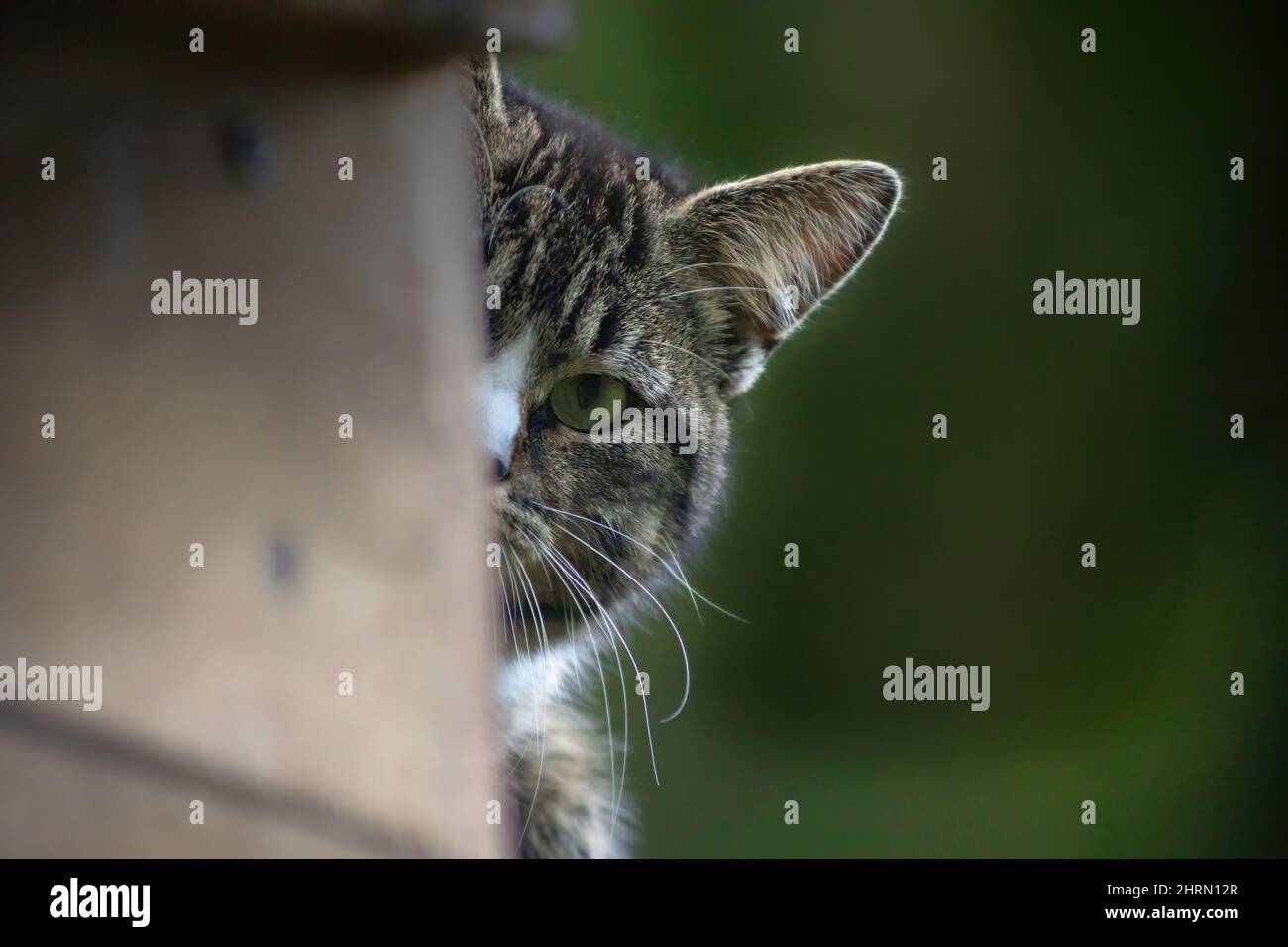 Cat peeking around corner hi-res stock photography and images - Alamy