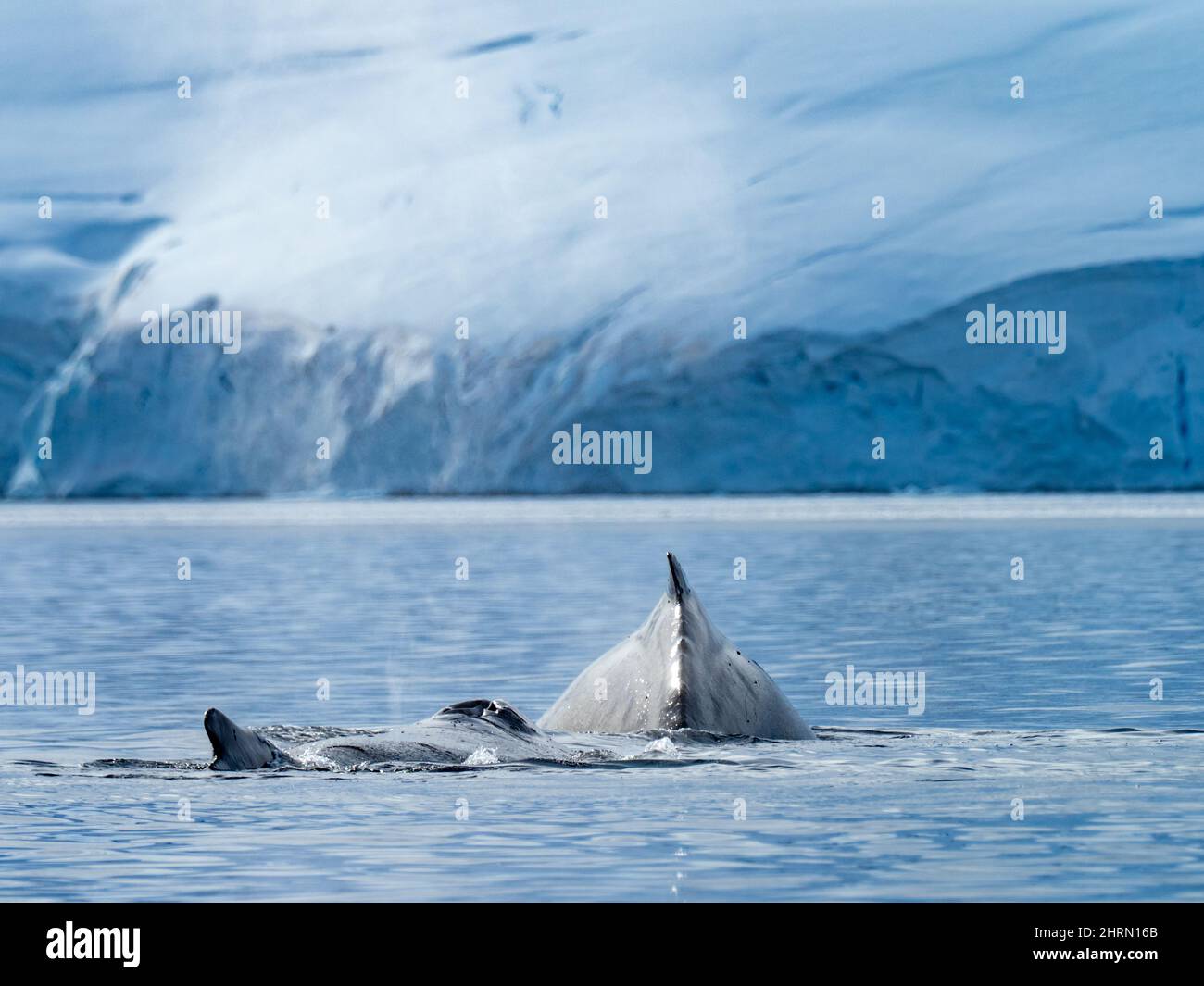 A Humpback whale, Megaptera novaeangliae in a sheltered bay with ...