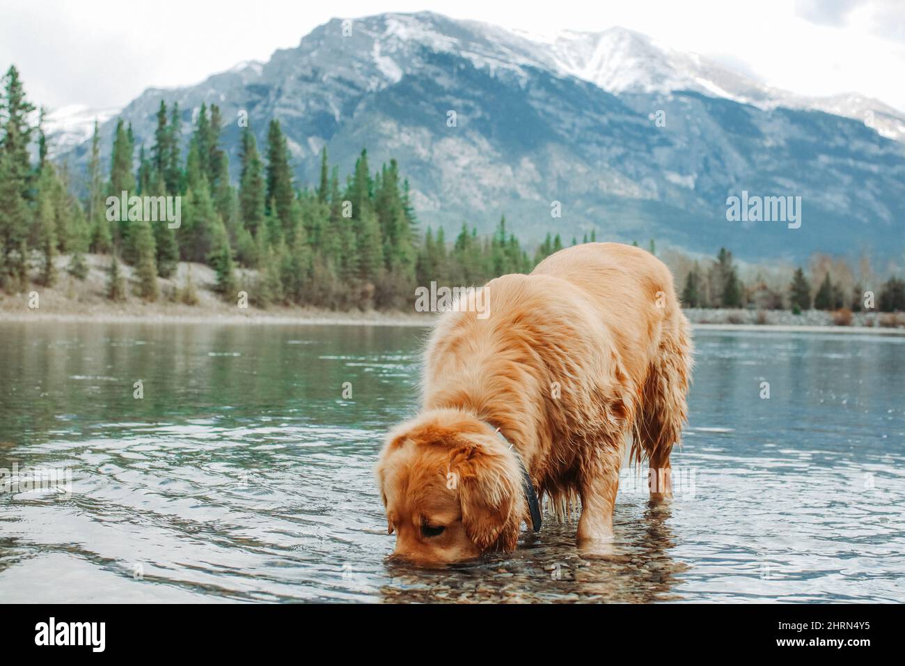 Closeup shot of a golden retriever drinking water from the lake Stock ...