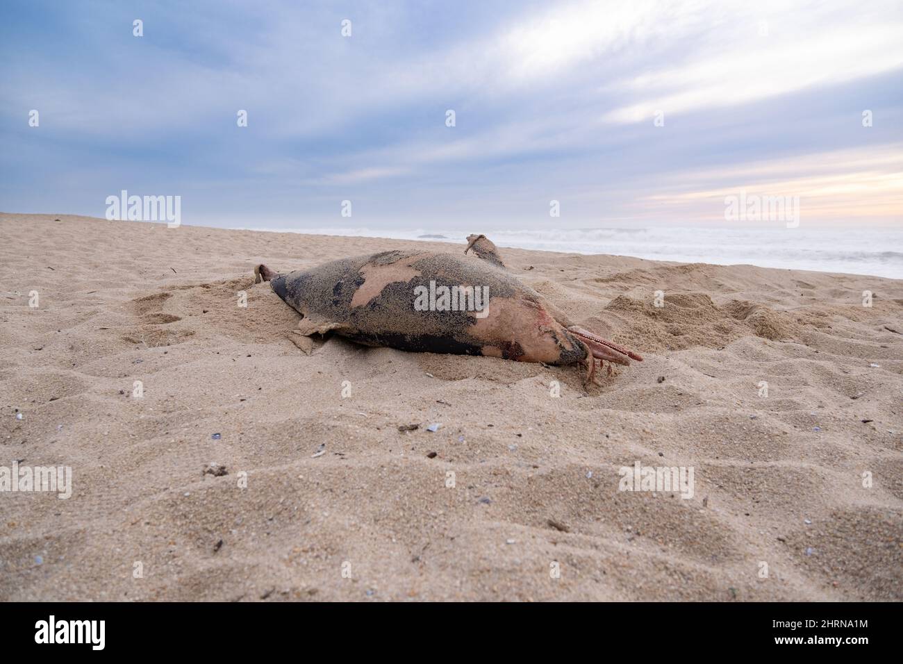 Remains of dead dolphin washed up on beach in Portugal with ocean in ...