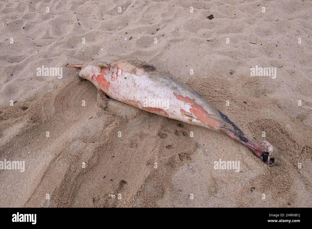 Plastic decomposition ocean hi-res stock photography and images - Alamy