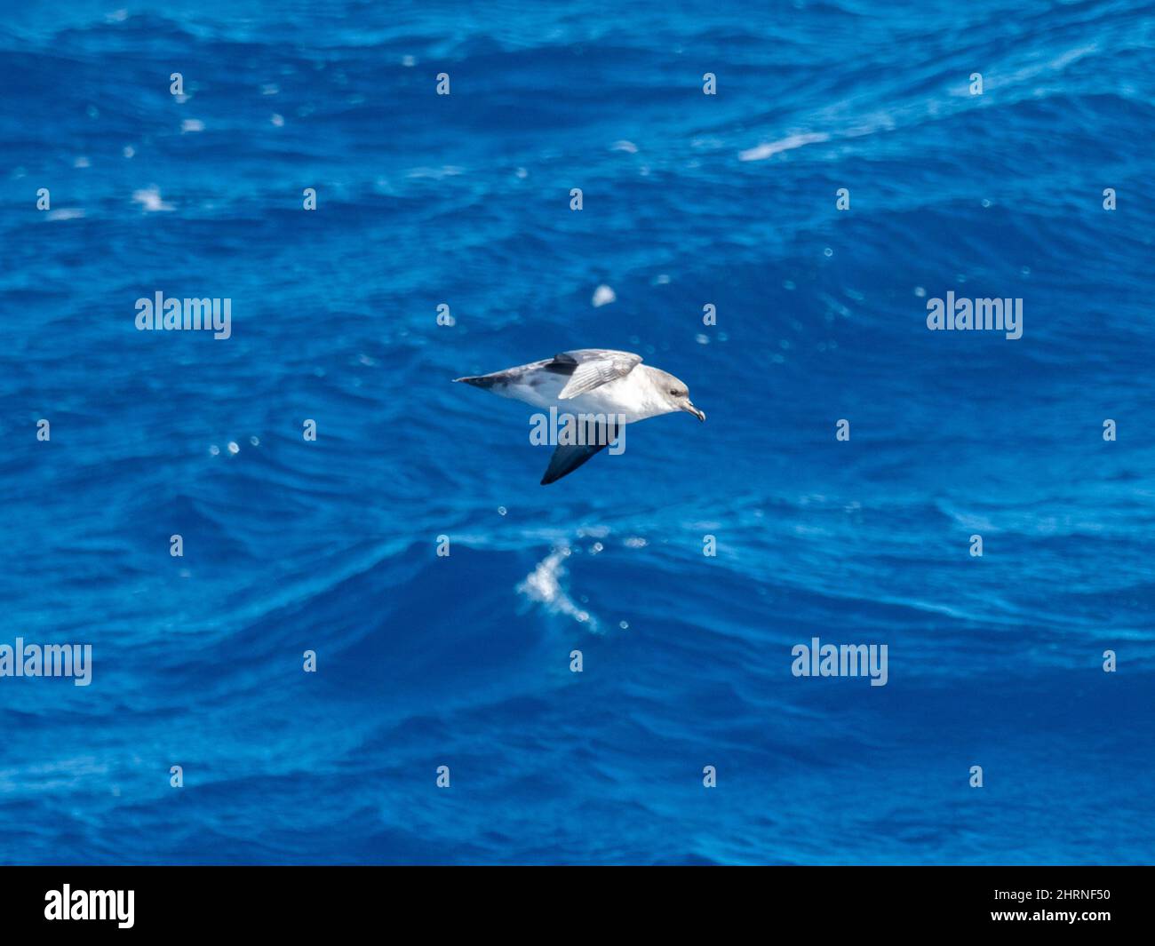 Gray Petrel, Procellaria cinerea, a tubenose seabird in the southern ...