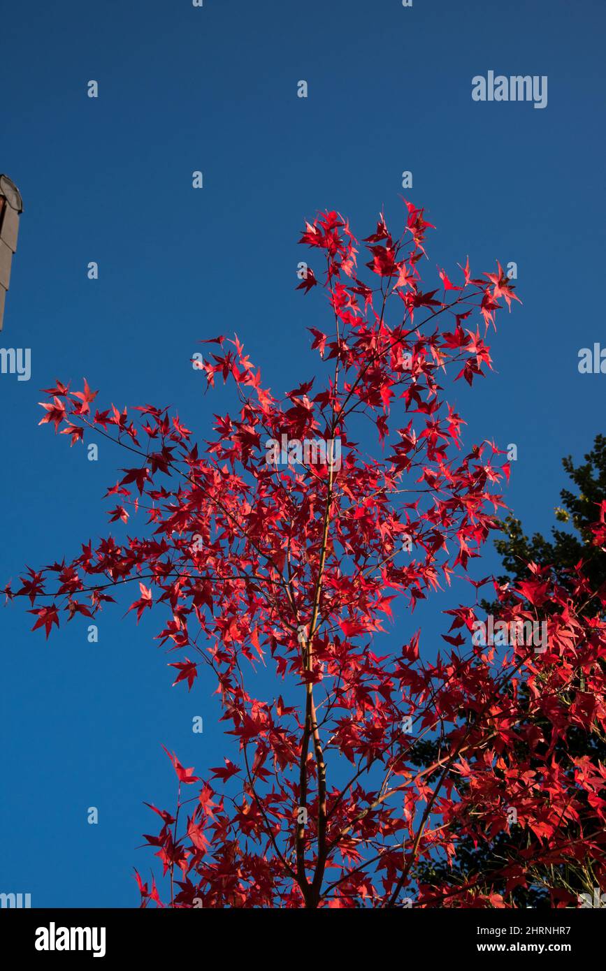 Japanese Maple or Acer palmatum shows deep red coloured leaves in ...