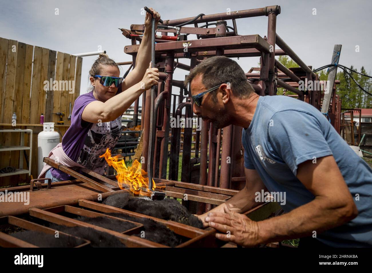 Bruce Bird, right, and Chelsey Reid, brand calves on his family's ...