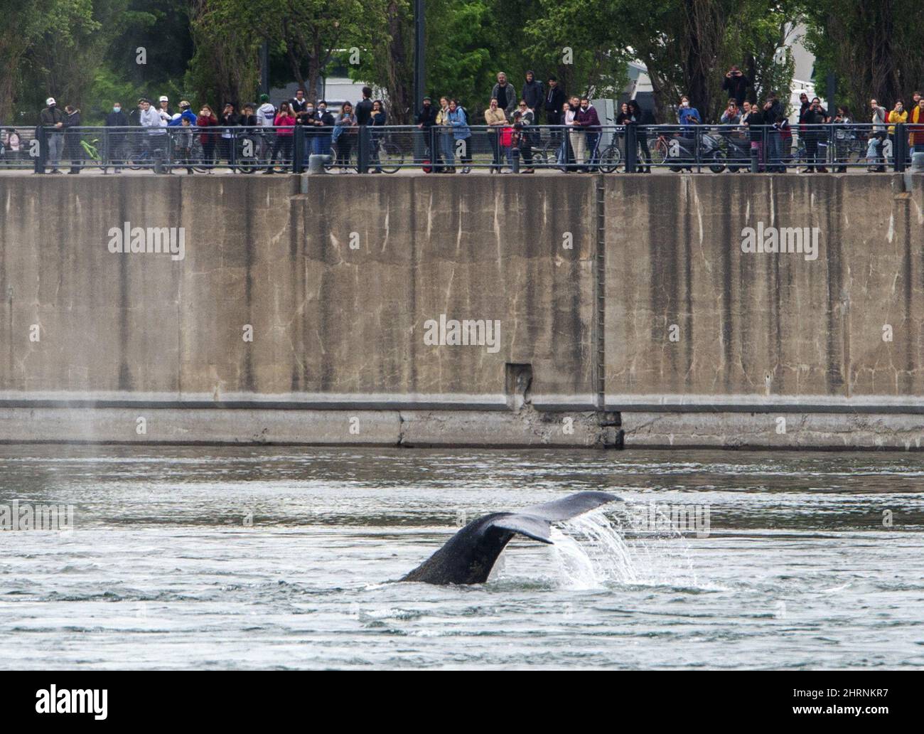 People watch as a humpback whale swims in the Old Port Tuesday, June 2 ...