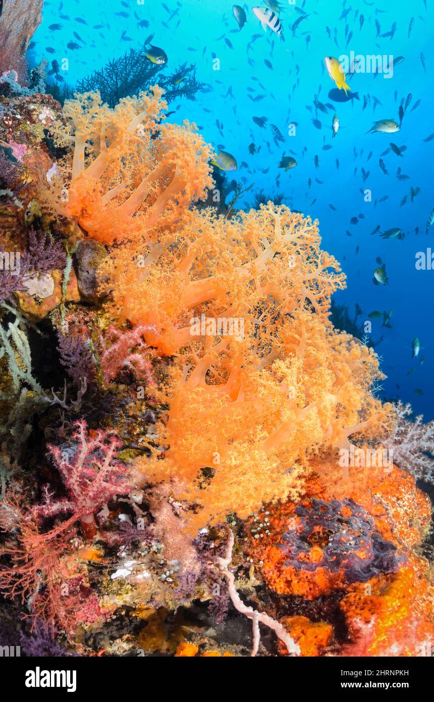 Tree corals, Scleronephthya gracillimum, Menjangan Island, Bali Barat ...