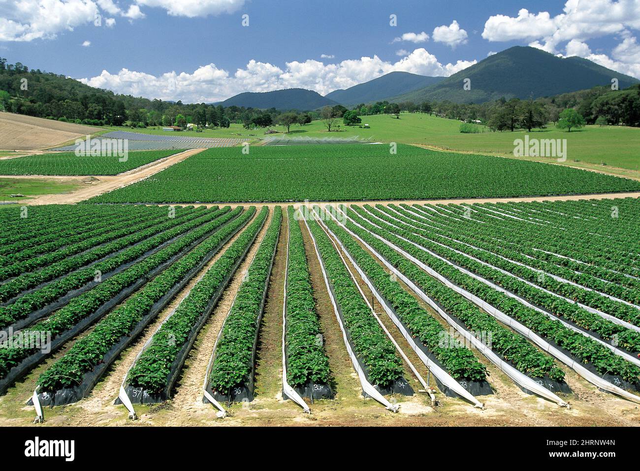 Strawberry farm australia hi-res stock photography and images - Alamy