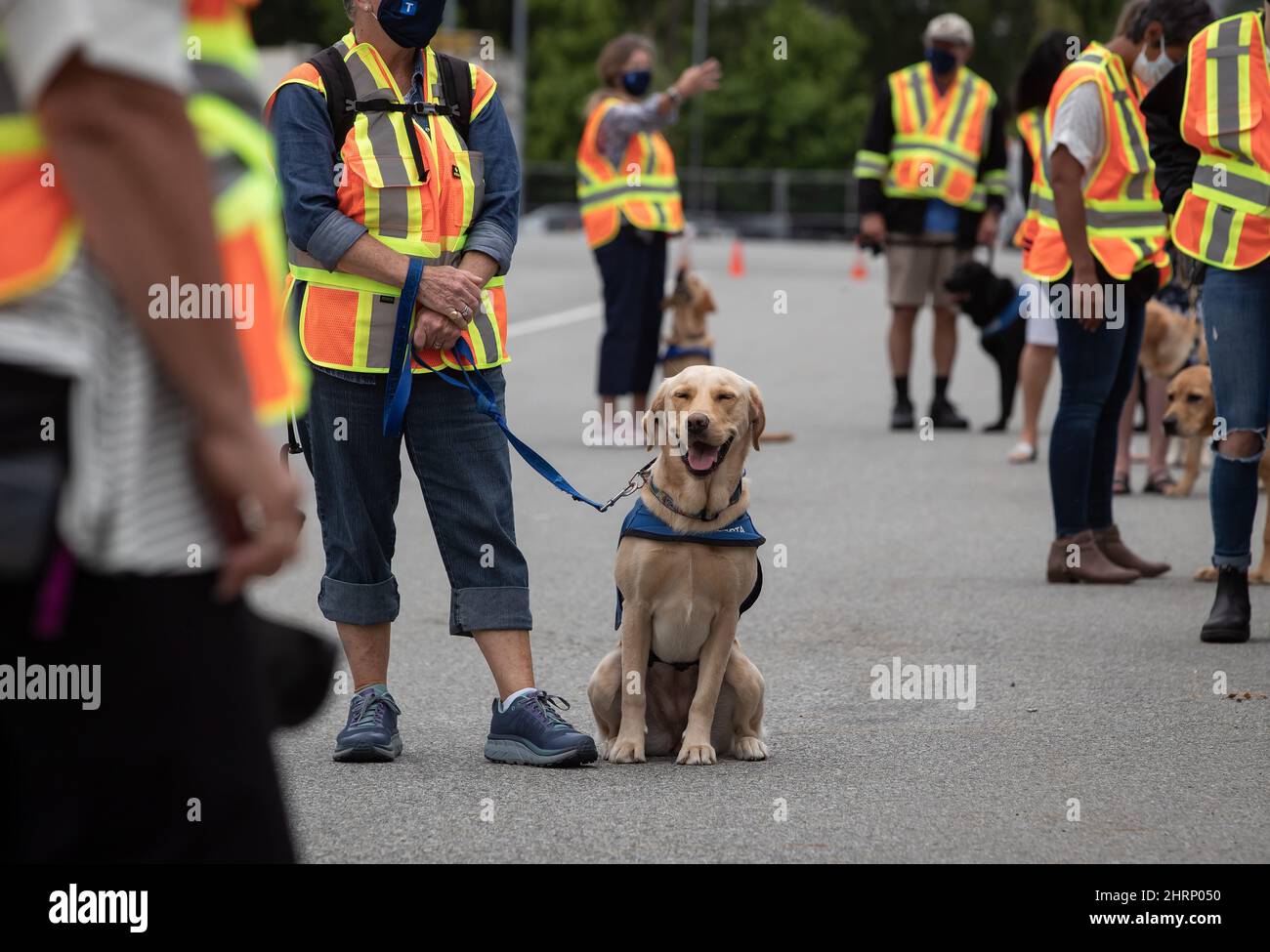 Trainee service dog Phoenix sits next to volunteer Ann Bonham as they ...