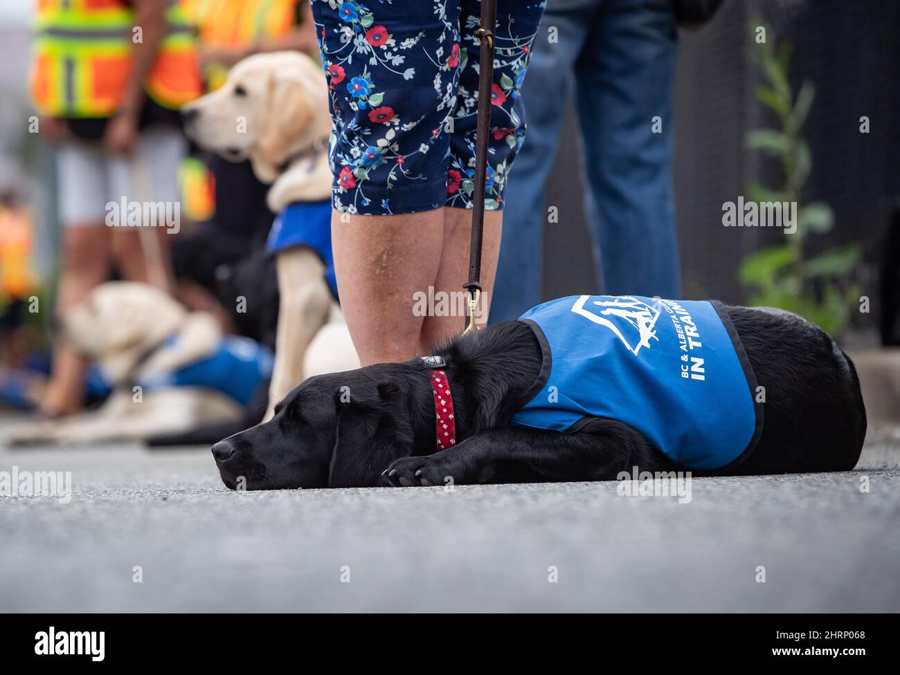 Trainee service dogs and their volunteers wait to board and ride ...