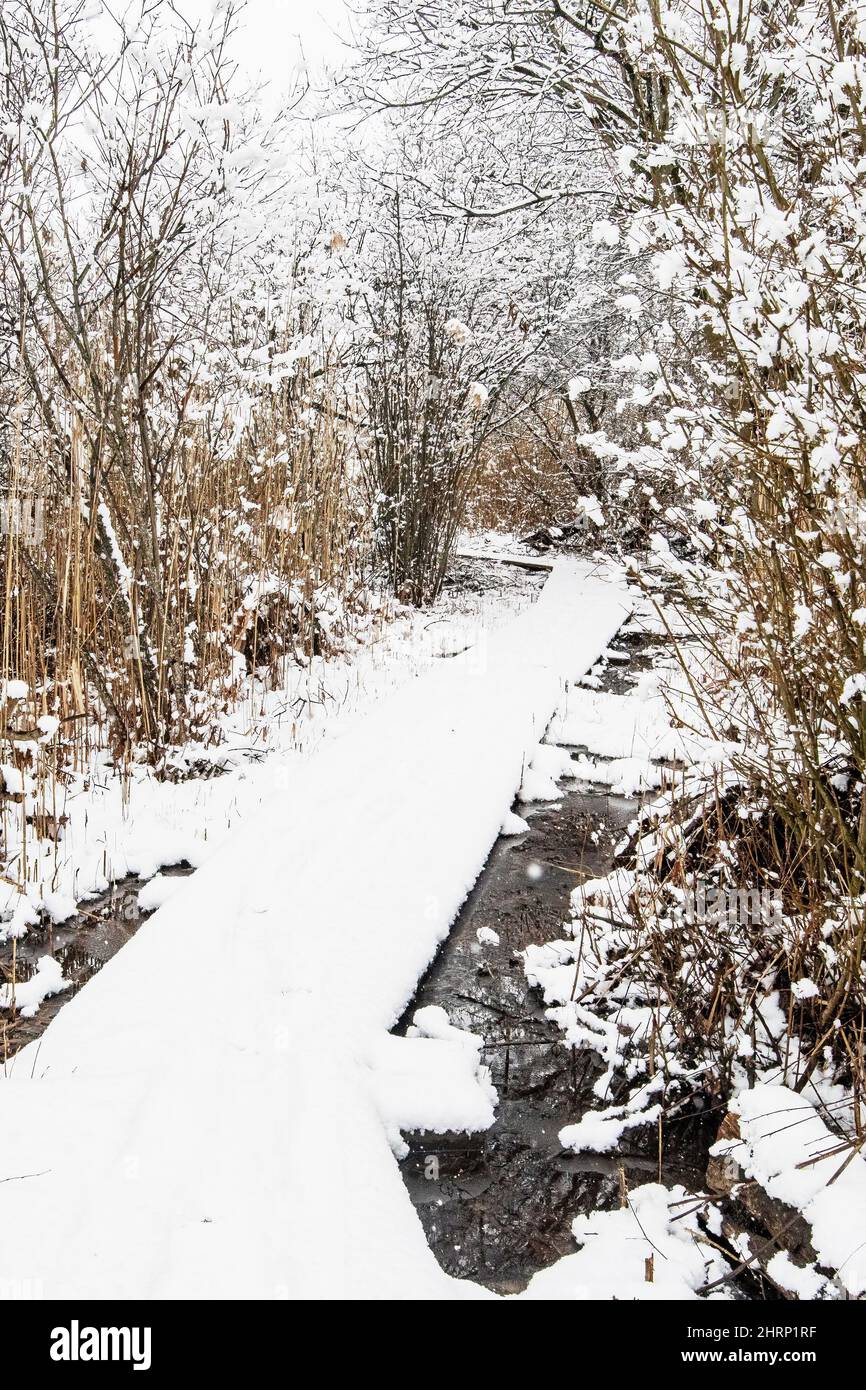 Winter boardwalk path after snowfall Stock Photo - Alamy