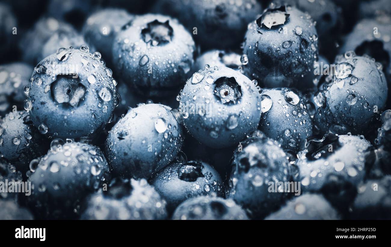 Blueberry macro texture, blueberries wet with water drops closeup Stock ...