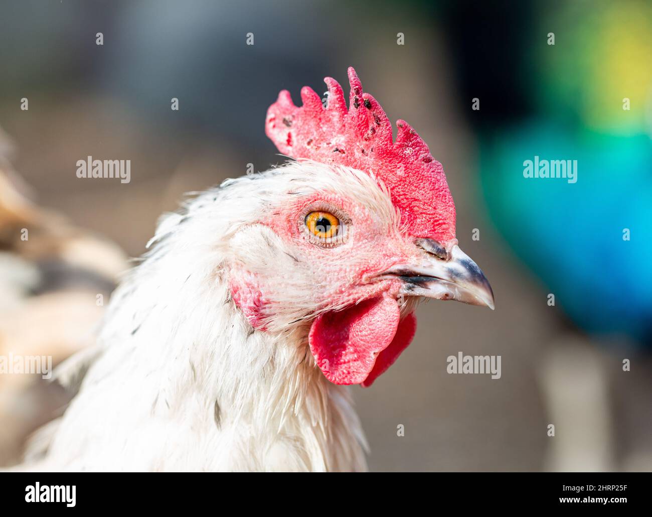 Selective focus of a chicken Stock Photo - Alamy
