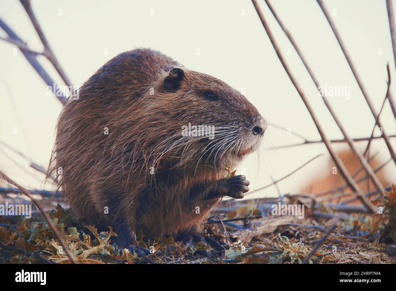Nutria family hi-res stock photography and images - Alamy
