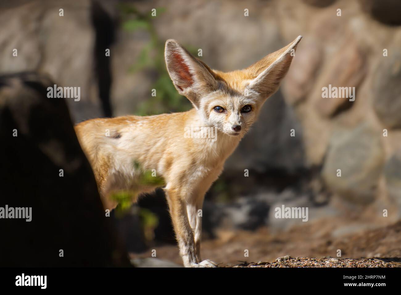 Closeup of a Fennec fox in a daylight Stock Photo - Alamy