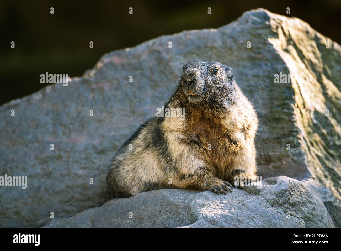 Closeup of a Gray marmot on a rock Stock Photo - Alamy