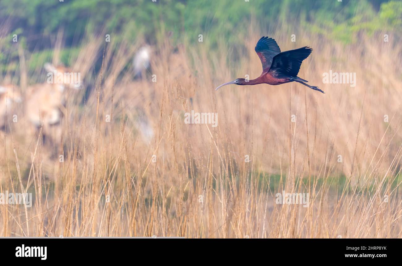 Silky Ibis flying over a wetland in V shape wings Stock Photo - Alamy