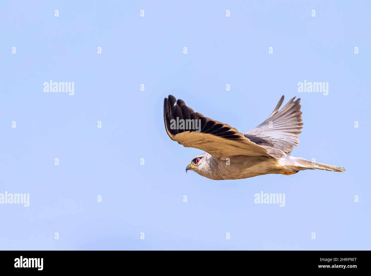 Black Shouldered Kite with flat wings flight in sky Stock Photo - Alamy