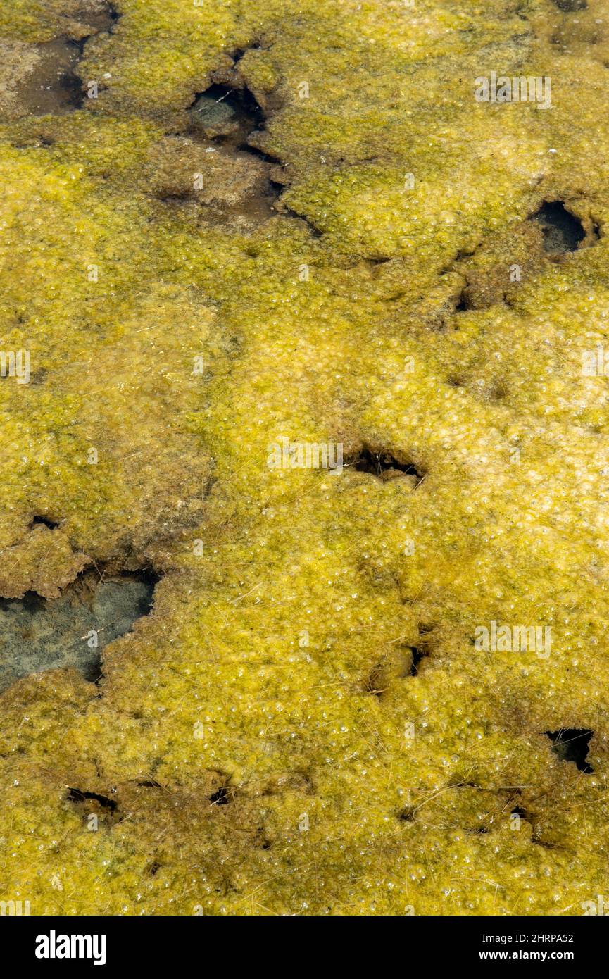 Vertical shot of yellow marsh textures in the Guerande region of France ...