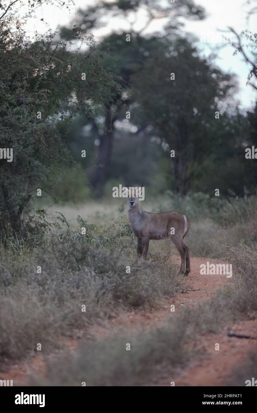 Vertical shot of the female waterbuck standing on the overgrown path ...