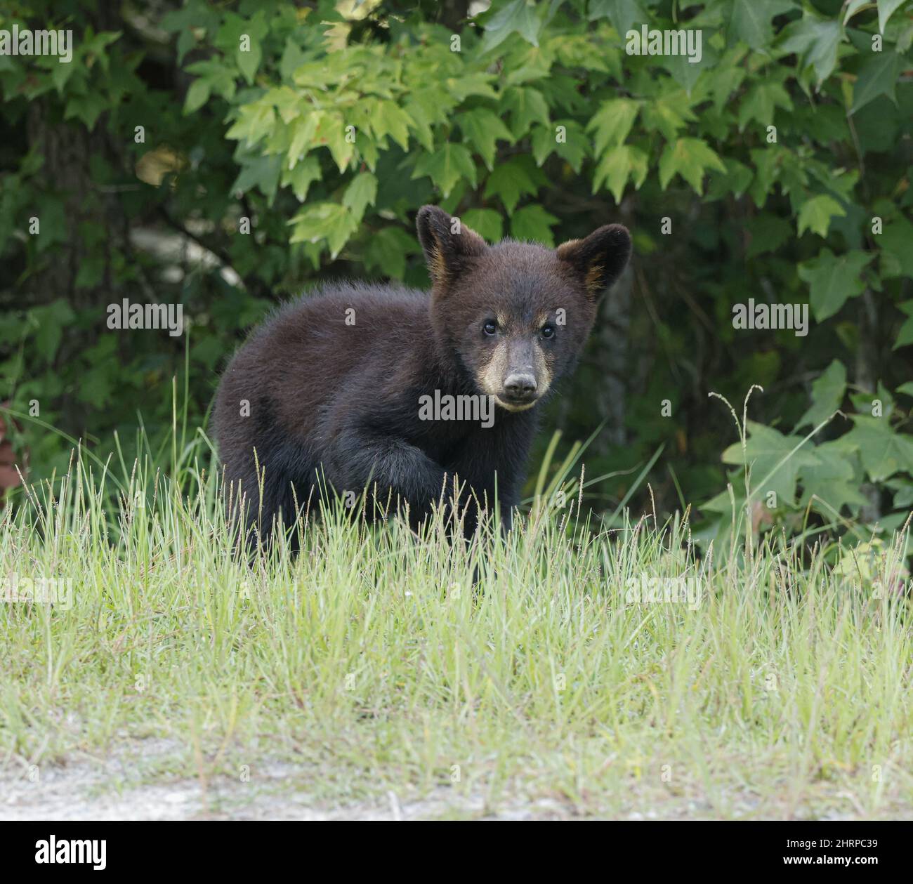 Closeup of the cub of the American black bear. Ursus americanus Stock ...