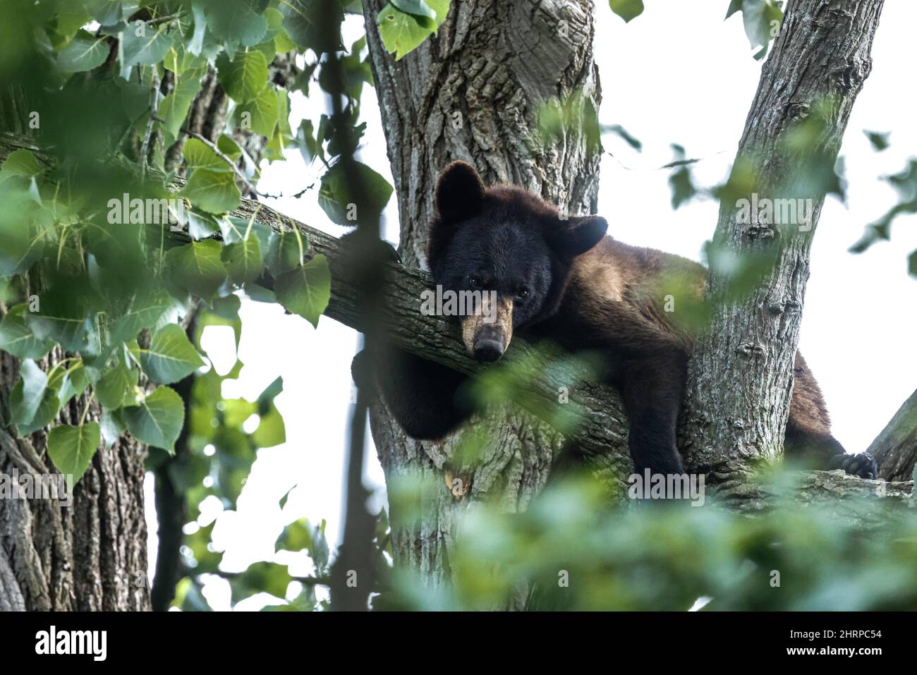 Closeup of the American black bear laying on tree branch. Ursus ...