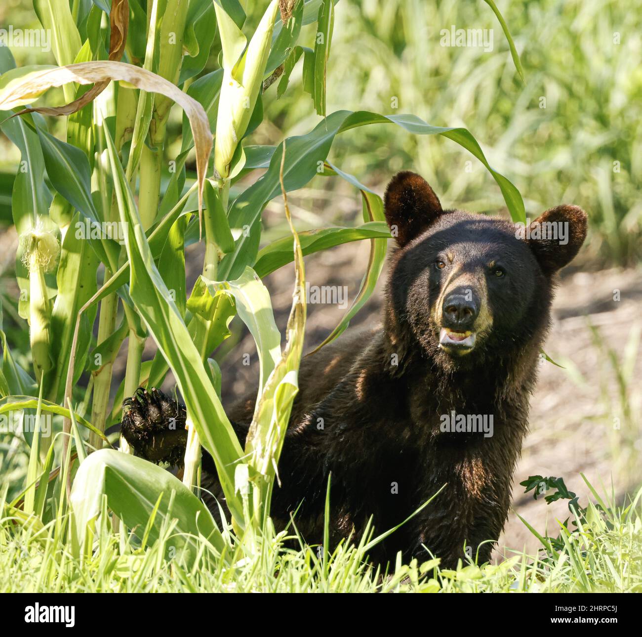 Bear corn hi-res stock photography and images - Alamy