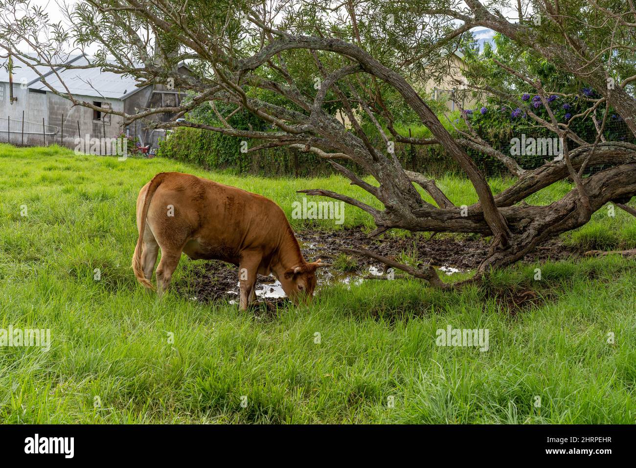 Scenery of a cow grazing in the green pasture under the tree Stock ...