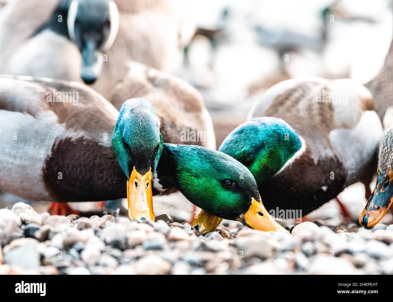 Mallard ducks in the lakeshore Stock Photo - Alamy