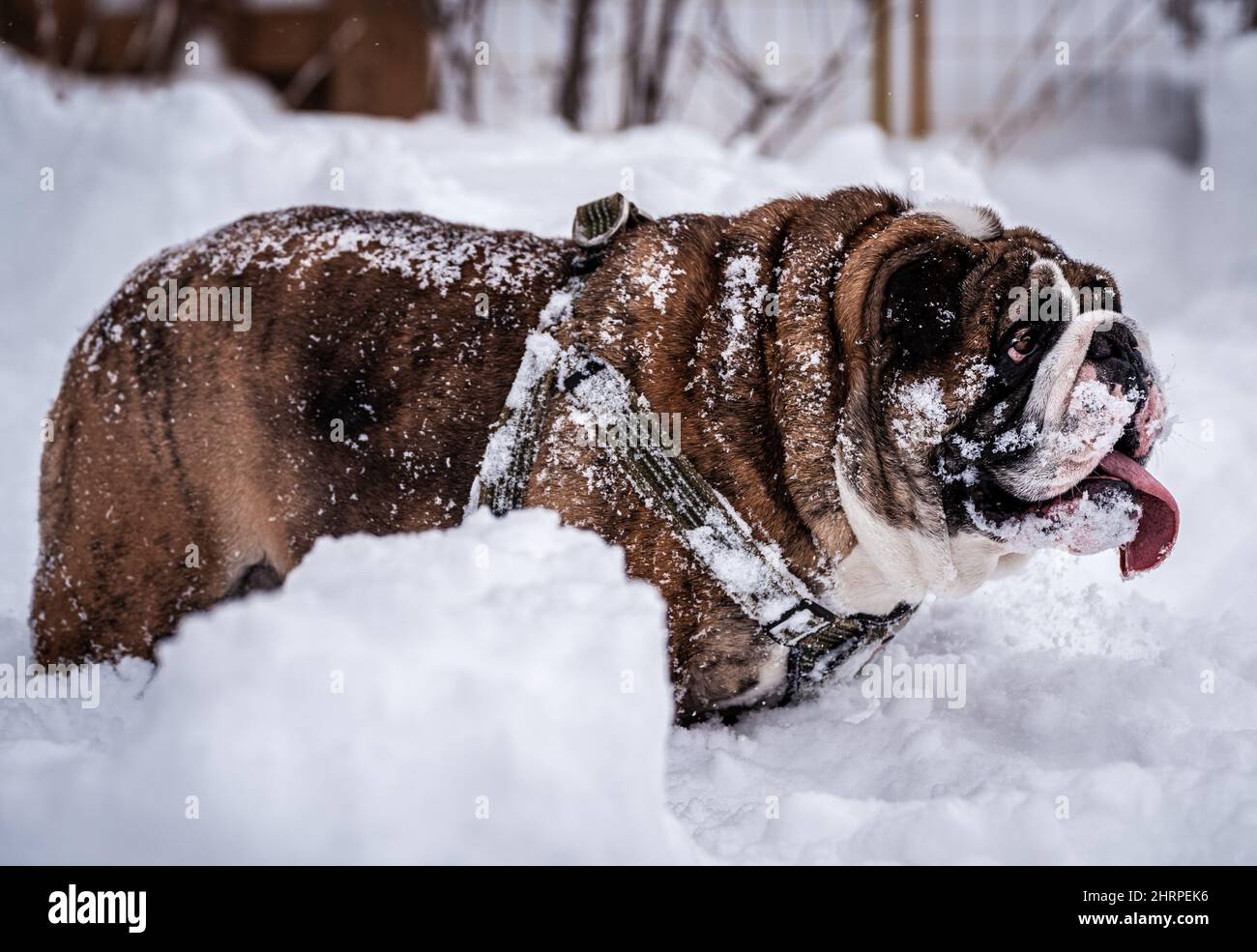 English Bulldog, Brindle English bulldog in snow Stock Photo - Alamy