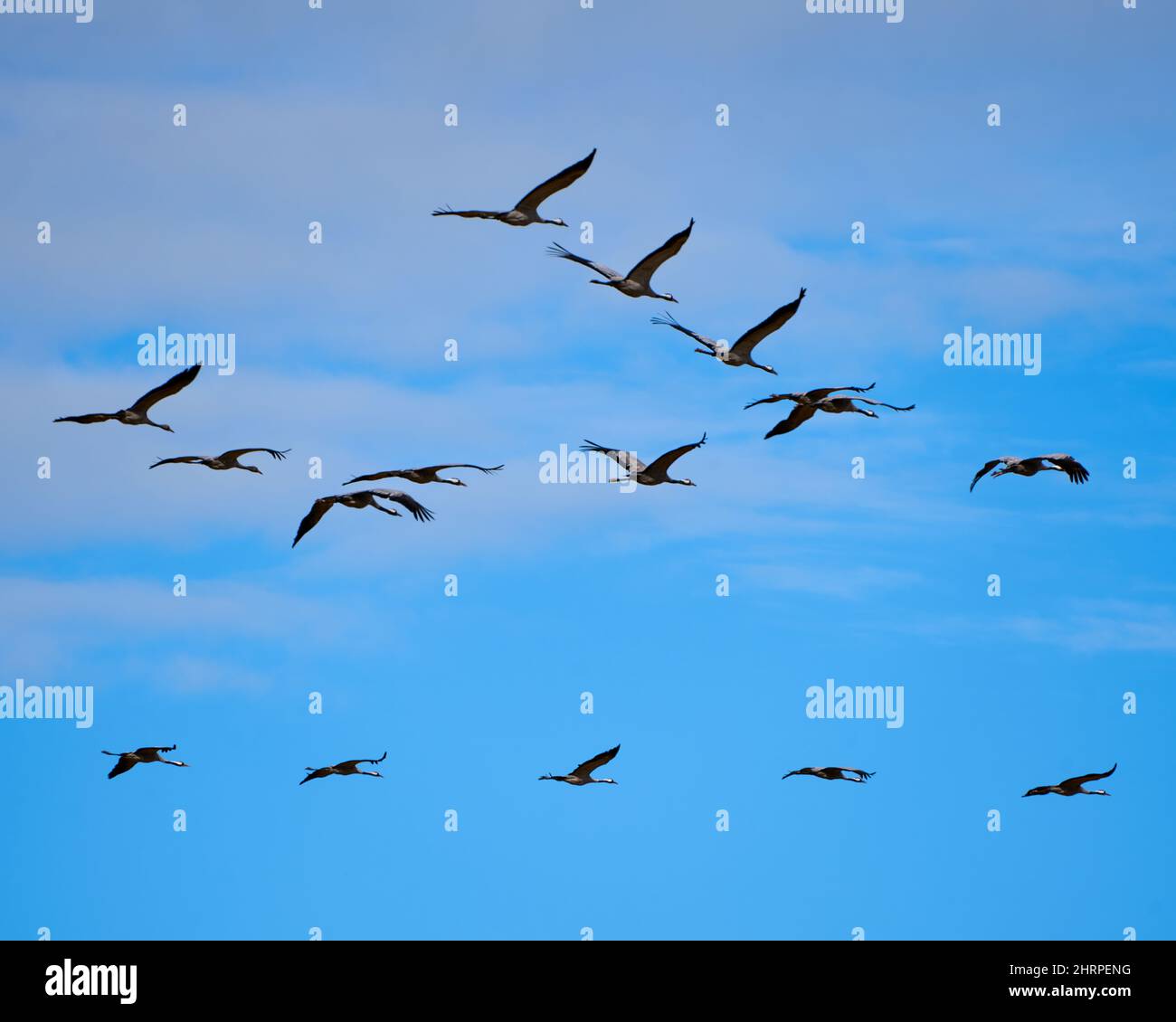 Birds returning to their homelands after a long flight Stock Photo - Alamy