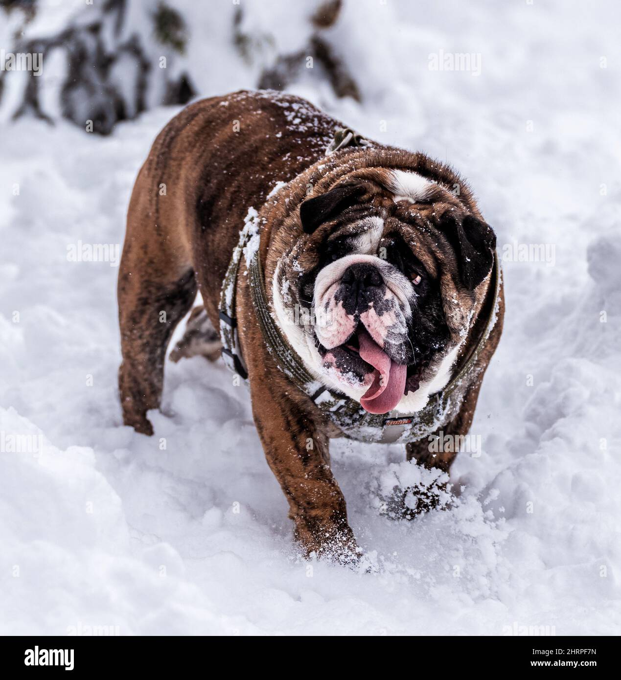 English Bulldog, Brindle English bulldog in snow Stock Photo - Alamy