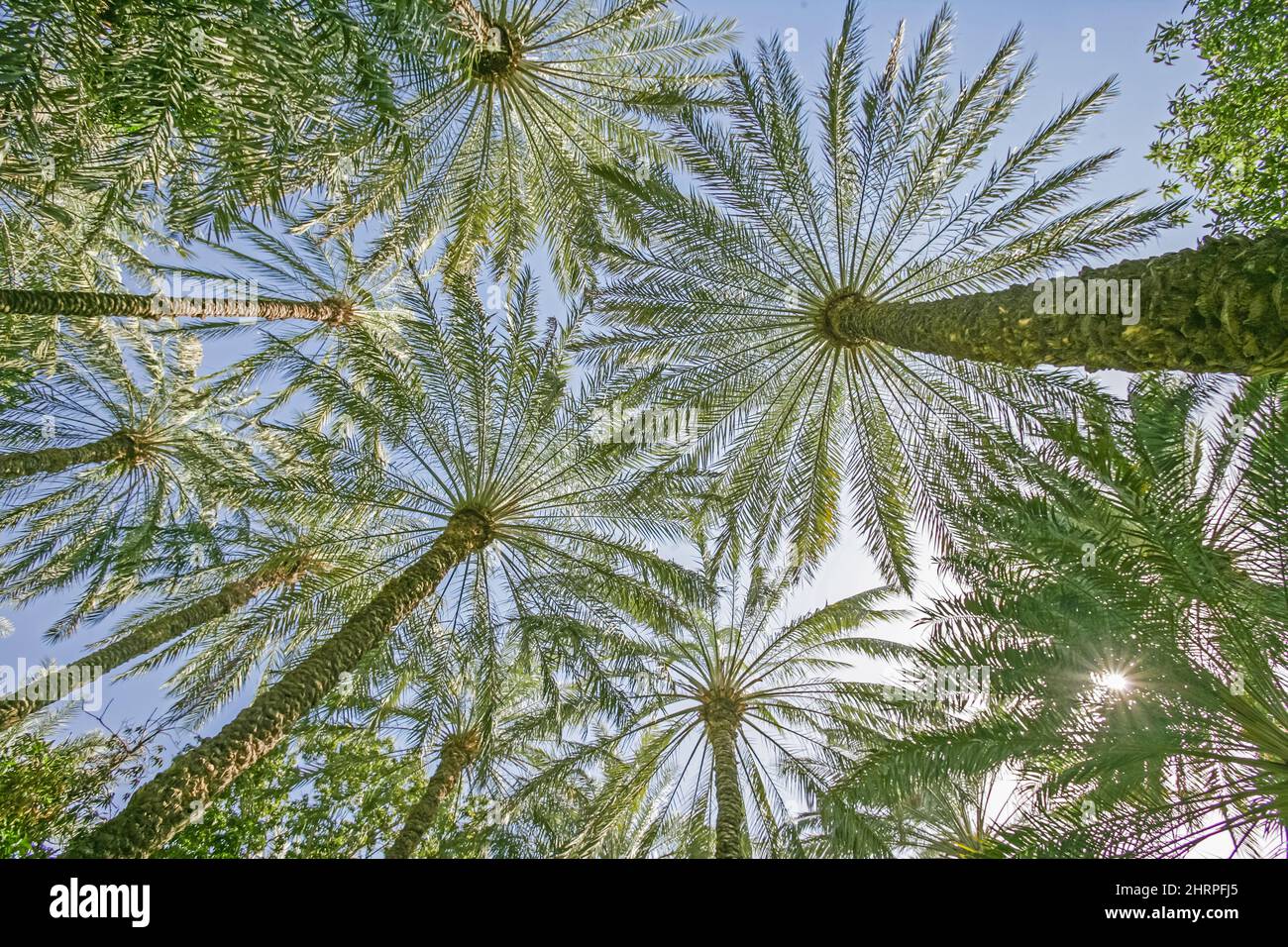 Arabian date palm trees growing in a plantation at Bithna In the ...