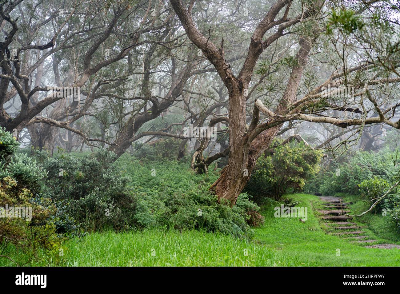 Natural landscape of the green forest with beautiful trees Stock Photo ...