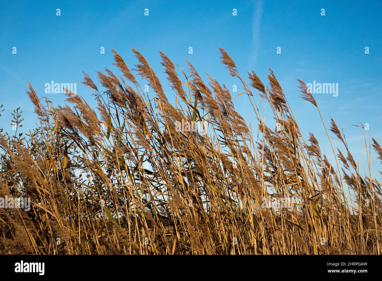 Rietzer See (Lake Rietz) is a nature reserve near the town of ...