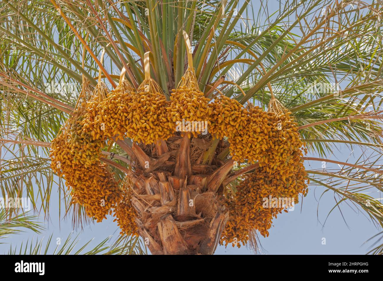 A close-up view of bunches of dates growing on an Arabian date palm ...