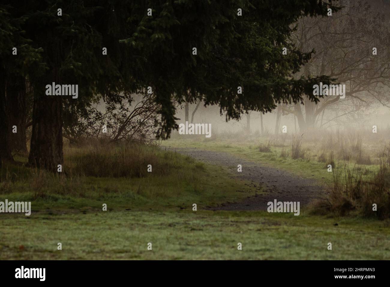 Pathway in the mysterious foggy forest Stock Photo - Alamy