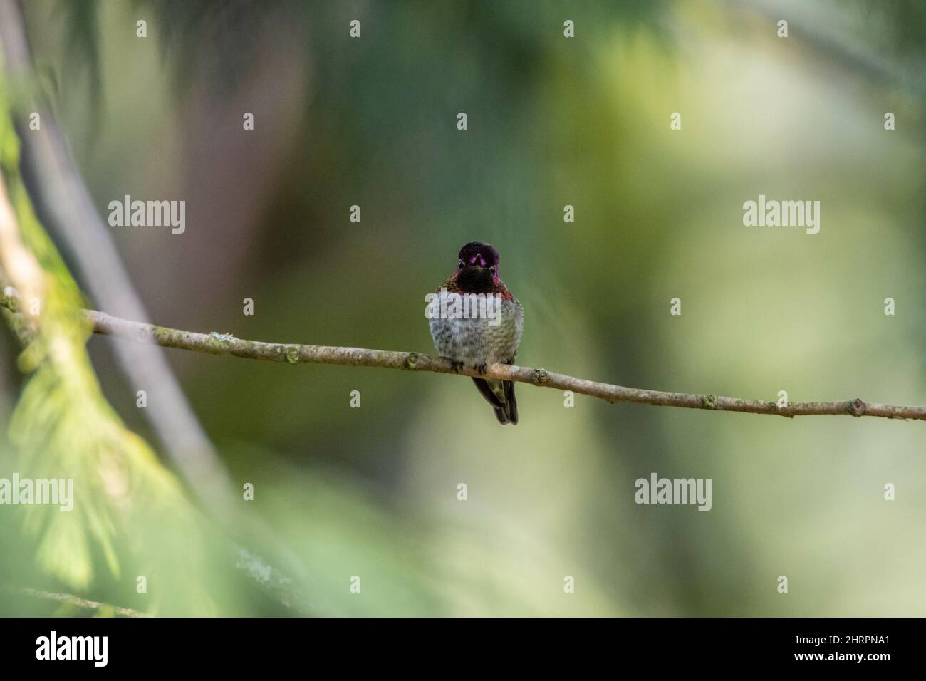 Anna's hummingbird (Calypte anna) in its natural habitat Stock Photo ...