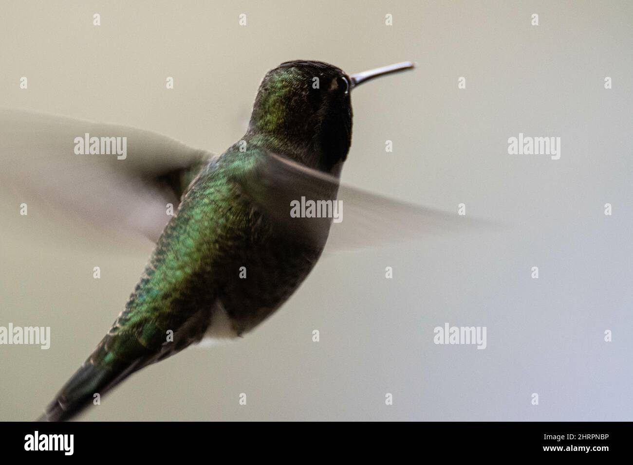 Cute hummingbird in the flight Stock Photo - Alamy