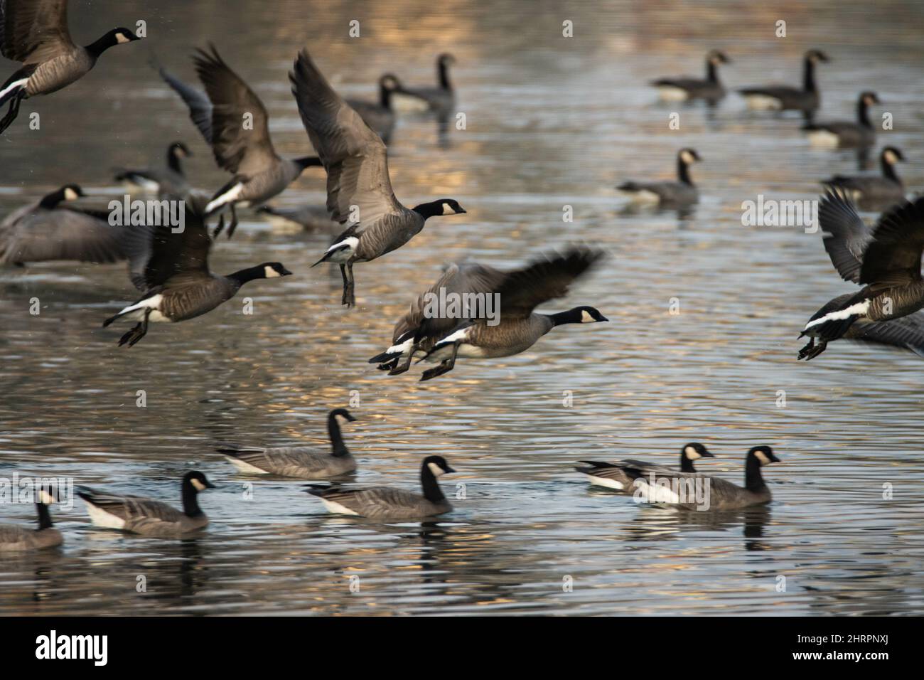 Group of Canada geese soaring over the lake Stock Photo - Alamy