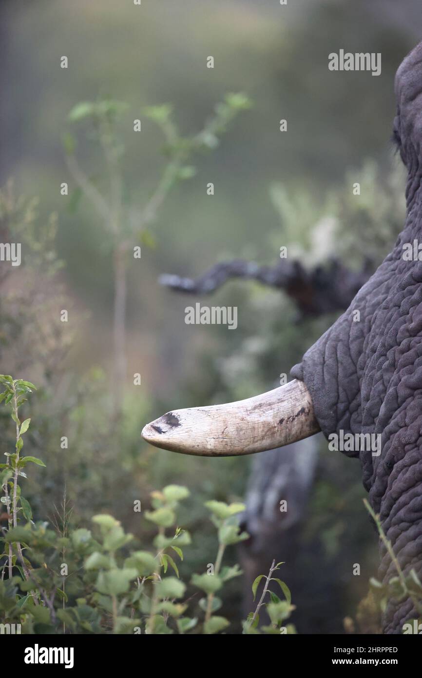 Vertical shot of the elephant tusk with the background of the greenery ...