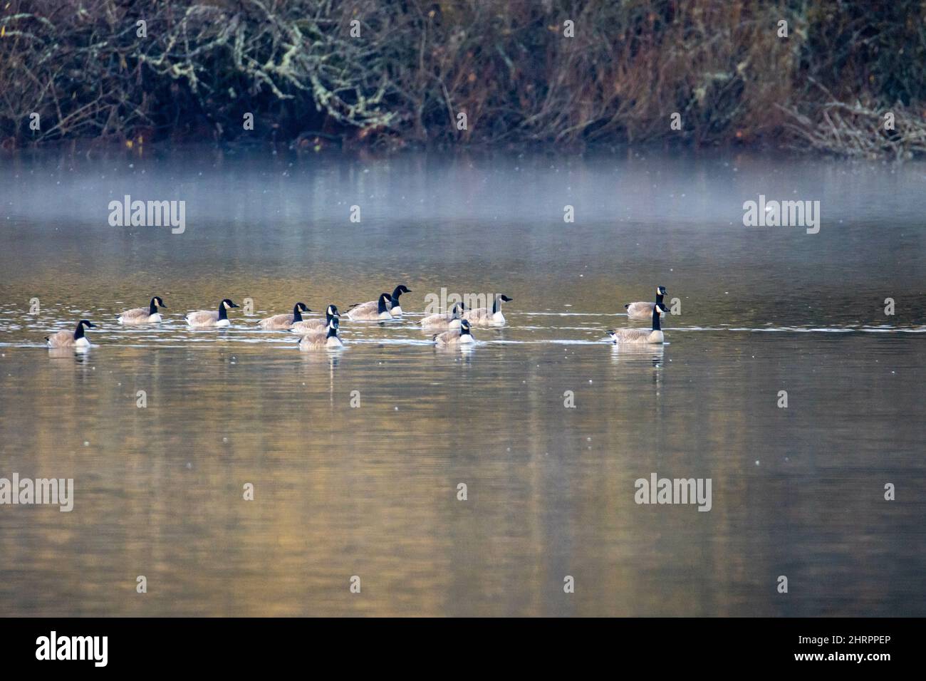 Flock of floating Canada geese in the wild Stock Photo - Alamy
