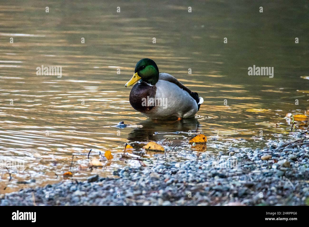Closeup of a funny male mallard in the pond Stock Photo - Alamy