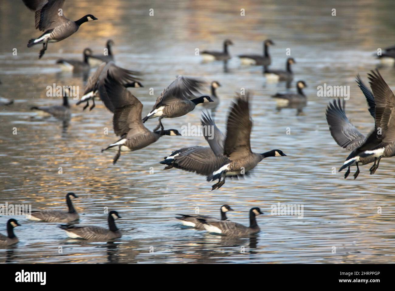 Group of Canada geese soaring in the air over a lake Stock Photo - Alamy