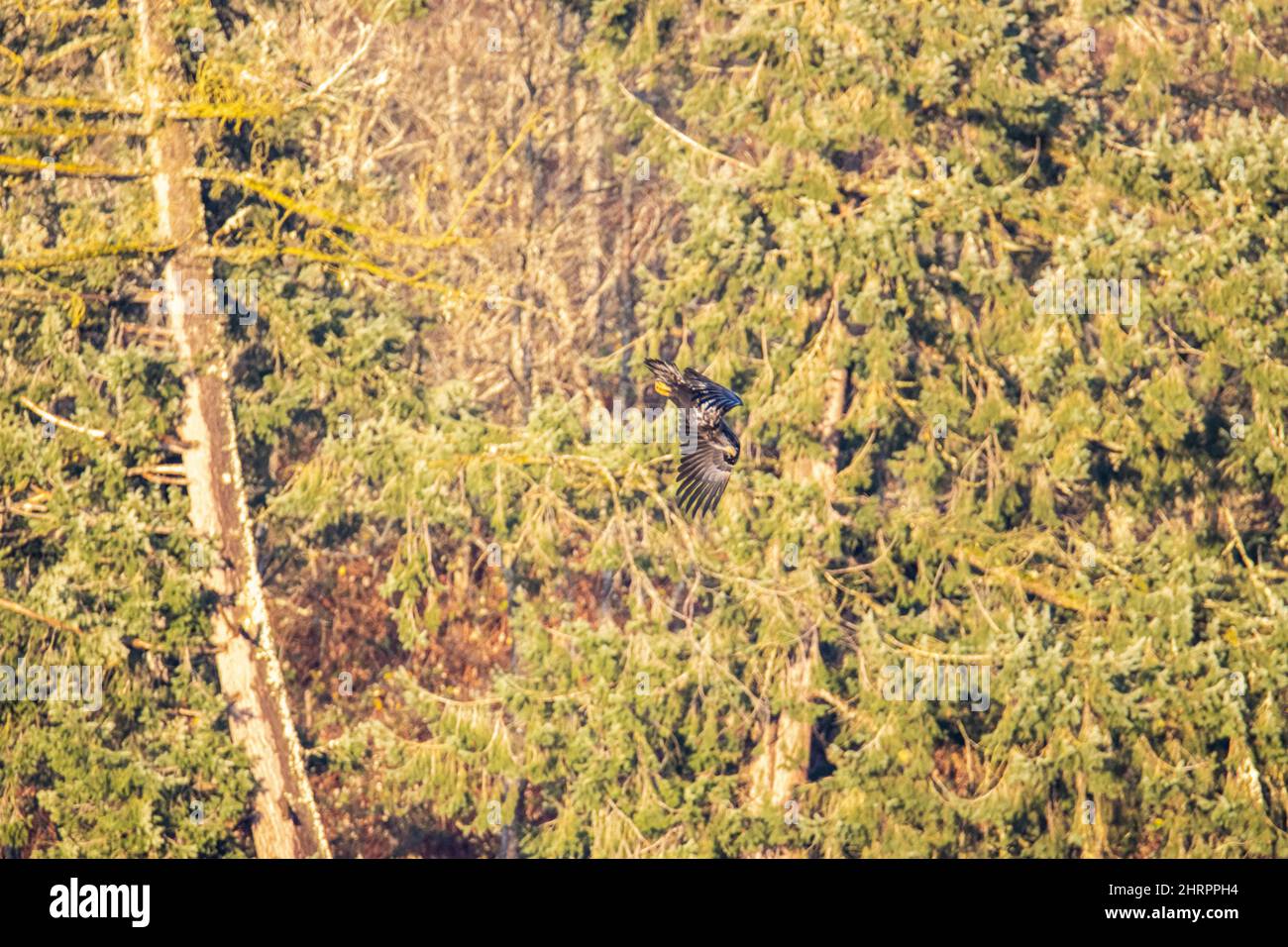 Natural scene with a bird soaring in the wood Stock Photo - Alamy