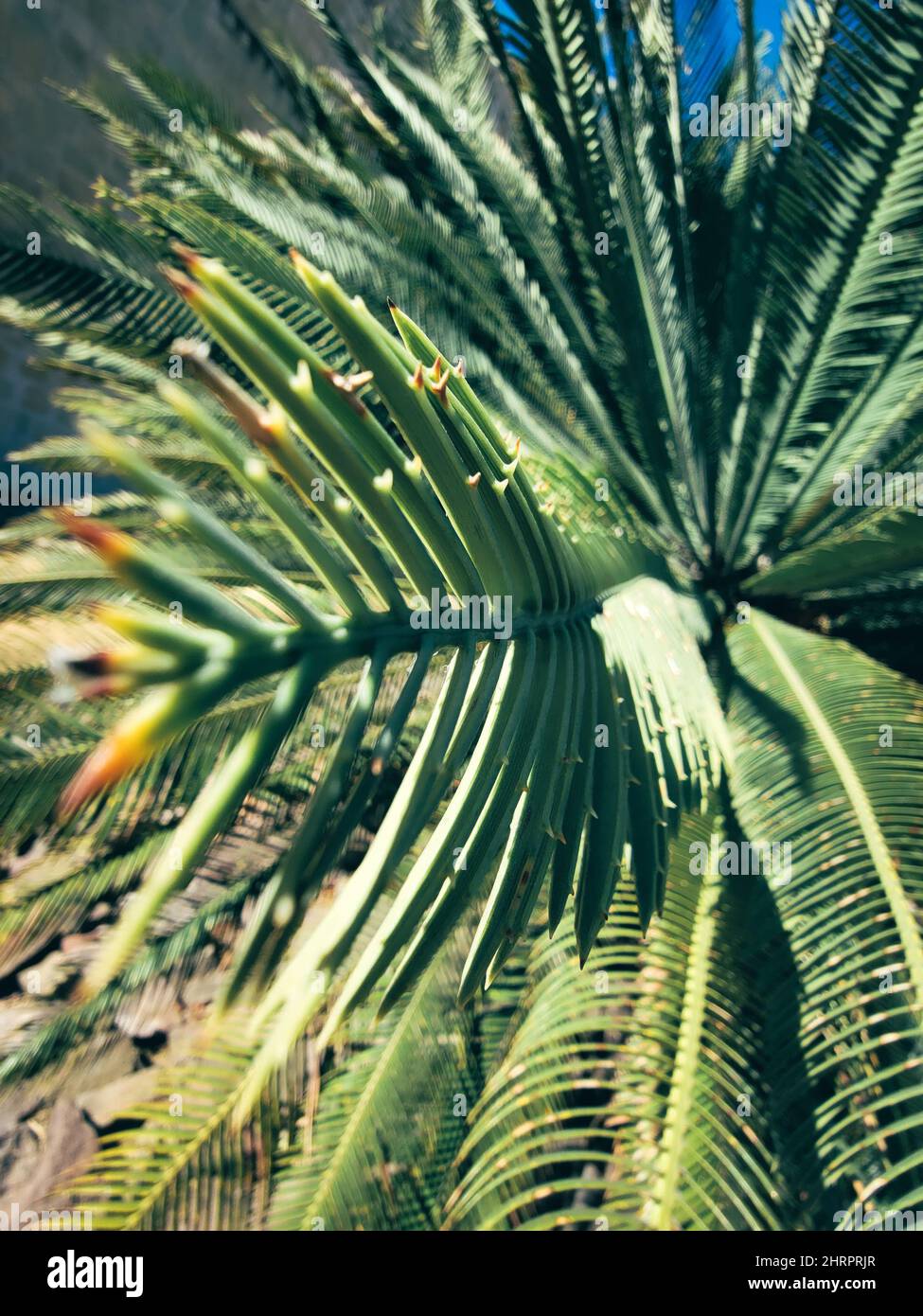 Vertical shot of branches of palms under blue sky in Oaxaca, Mexico ...