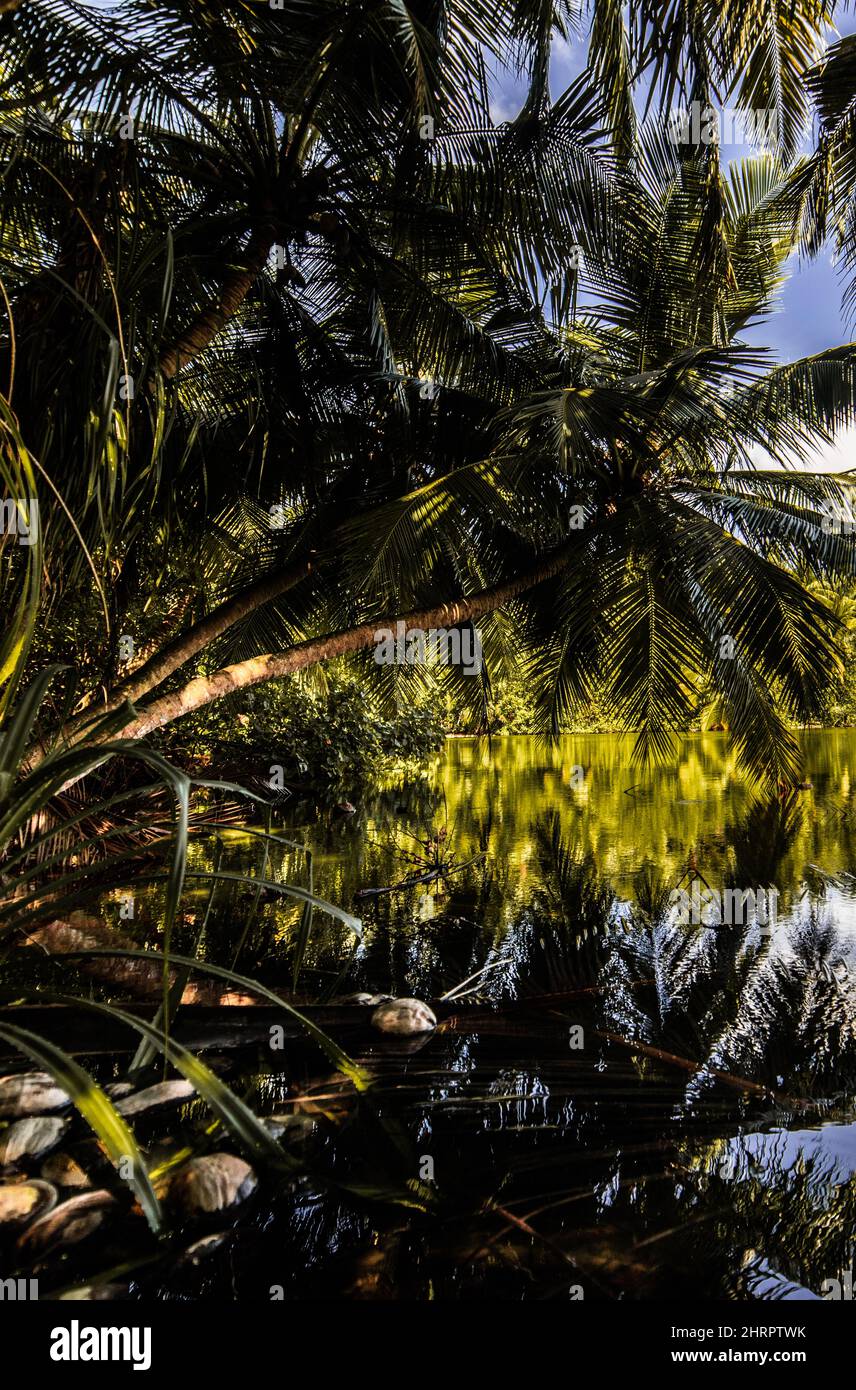 Vertical shot of bent palm trees reflected in the water Stock Photo - Alamy